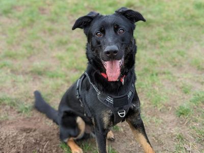 Adopt a Crossbreed Rescue Dog | Max | Dogs Trust