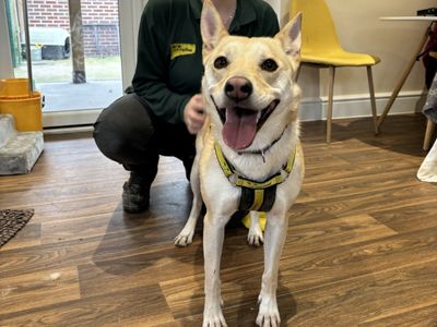 Adopt a Crossbreed Rescue Dog | Yuki | Dogs Trust