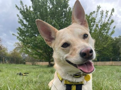 Adopt a Crossbreed Rescue Dog | Yuki | Dogs Trust