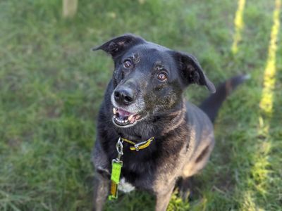 Adopt a Collie (Border) Cross Rescue Dog | Opie | Dogs Trust