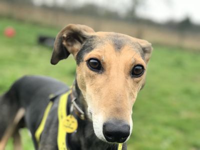 Freddie - at the Dogs Trust - West Calder needs a new home ...