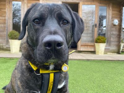 Adopt a Crossbreed Rescue Dog | Ruby | Dogs Trust