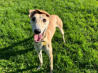 Lacey - at the Dogs Trust - West Calder needs a new home ...