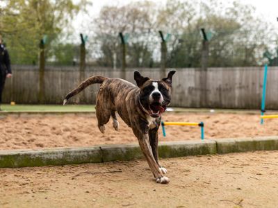 Adopt a Boxer Cross Rescue Dog | Rosie | Dogs Trust