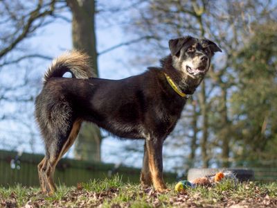 Adopt a Crossbreed Rescue Dog | Bagheera | Dogs Trust