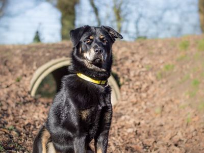 Adopt a Crossbreed Rescue Dog | Bagheera | Dogs Trust