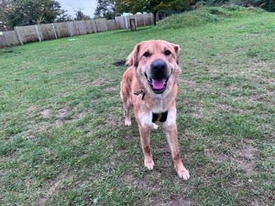 Adopt a German Shepherd Dog Cross Rescue Dog | Storm | Dogs Trust