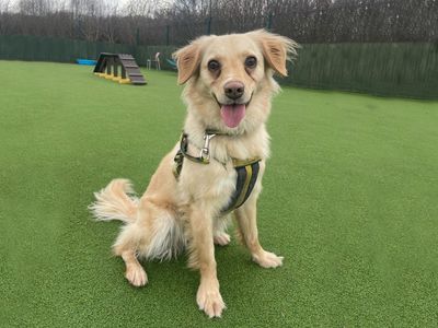 Adopt a Retriever (Golden) Cross Rescue Dog | Lolly | Dogs Trust