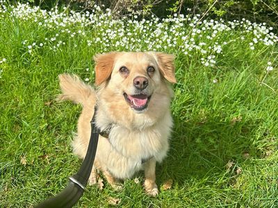 Adopt a Retriever (Golden) Cross Rescue Dog | Lolly | Dogs Trust