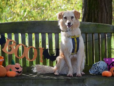 Adopt a Retriever (Golden) Cross Rescue Dog | Lolly | Dogs Trust