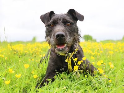 Adopt a Crossbreed Rescue Dog | Brontë | Dogs Trust