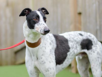 Adopt a Greyhound Rescue Dog | Otto | Dogs Trust