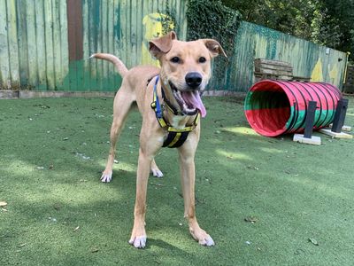 Adopt a Lurcher Cross Rescue Dog | Nuche | Dogs Trust