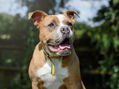 Adopt a Bulldog Rescue Dog | Wilson | Dogs Trust