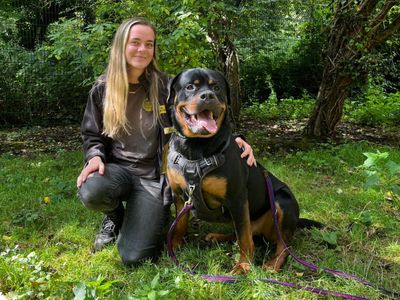 Adopt a Rottweiler Rescue Dog | Branston | Dogs Trust