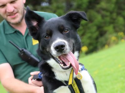 Adopt a Collie (Border) Rescue Dog | Domino | Dogs Trust