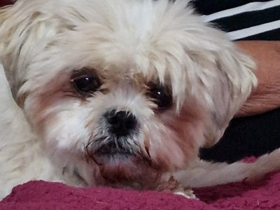 Adopt a Shih Tzu Rescue Dog | Ivy | Dogs Trust