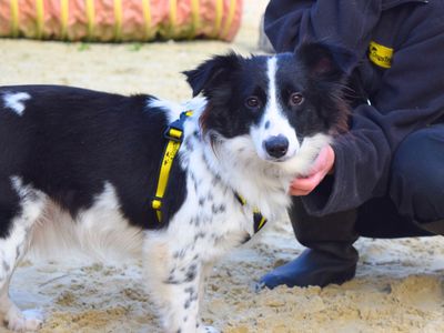Adopt a Crossbreed Rescue Dog | Kara | Dogs Trust