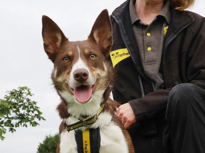 Adopt a Collie (Border) Rescue Dog | Bunsen | Dogs Trust