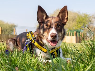 Adopt a Collie (Border) Rescue Dog | Bunsen | Dogs Trust