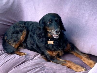 Adopt a Gordon Setter Cross Rescue Dog | Phoebe | Dogs Trust