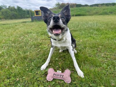 Adopt a Collie (Border) Rescue Dog | Poppy Collie | Dogs Trust