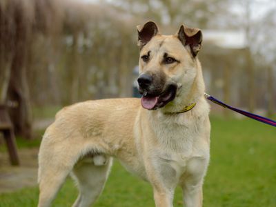 Adopt a Crossbreed Rescue Dog | Duke | Dogs Trust