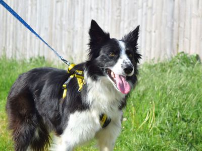 Adopt a Collie (Border) Rescue Dog | Flossy | Dogs Trust