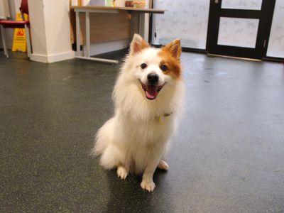 Adopt a German Spitz Rescue Dog | Bumble | Dogs Trust
