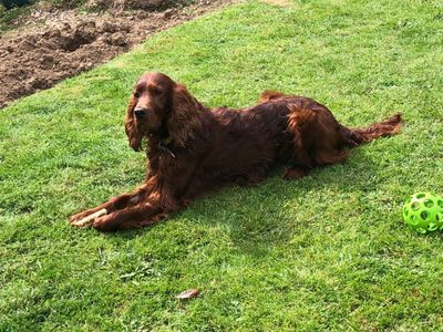 Adopt a Irish Setter Rescue Dog | Murphy | Dogs Trust