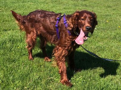 Adopt a Irish Setter Rescue Dog | Murphy | Dogs Trust