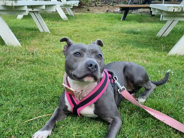 Underdogs | Long Term Residents Seeking Homes | Dogs Trust