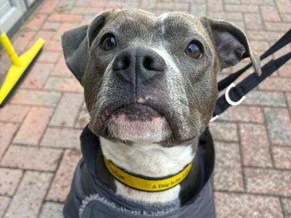 Celebrating Postcode Lottery players' £30m milestone | Dogs Trust