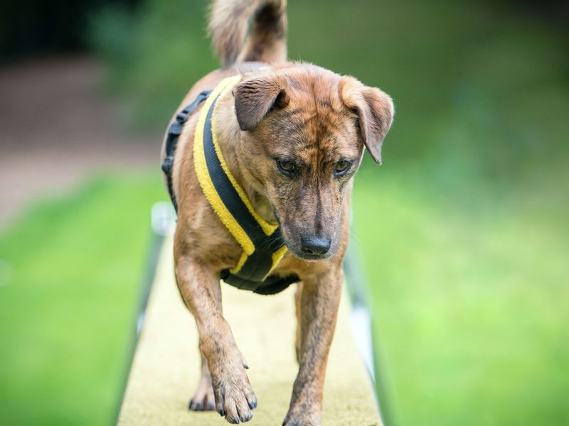 Sponsor a Terrier Dog | Barney | Dogs Trust