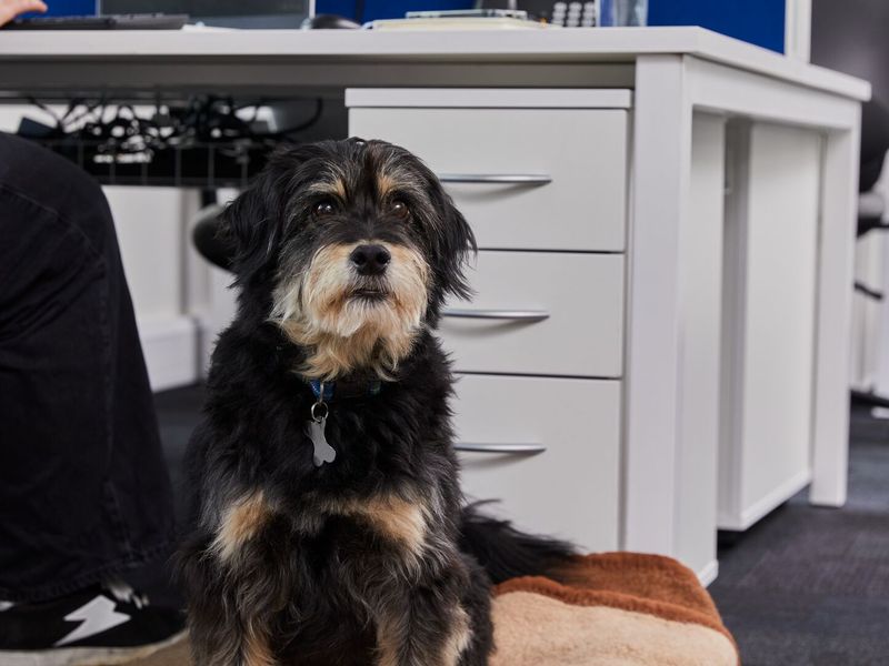 Volunteer Administrator | Volunteering Roles | Dogs Trust