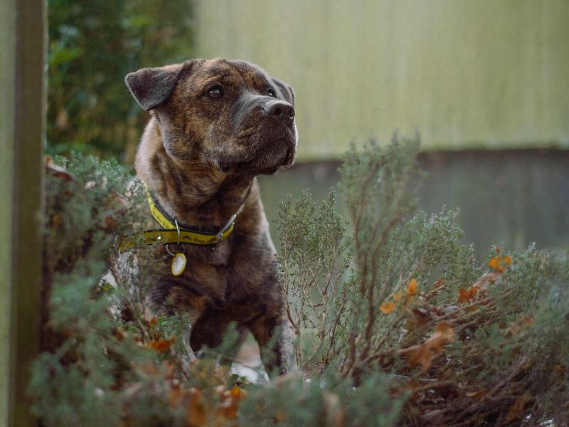 Bereavement support | Dogs Trust