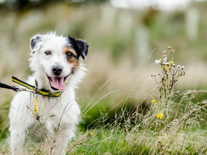 Mega Neon Pet Rescue Near Me Dog Rehoming, Rescue Adoption Basildon ...