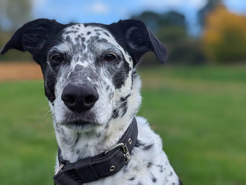 What Does A Dog Need To Cross The Border