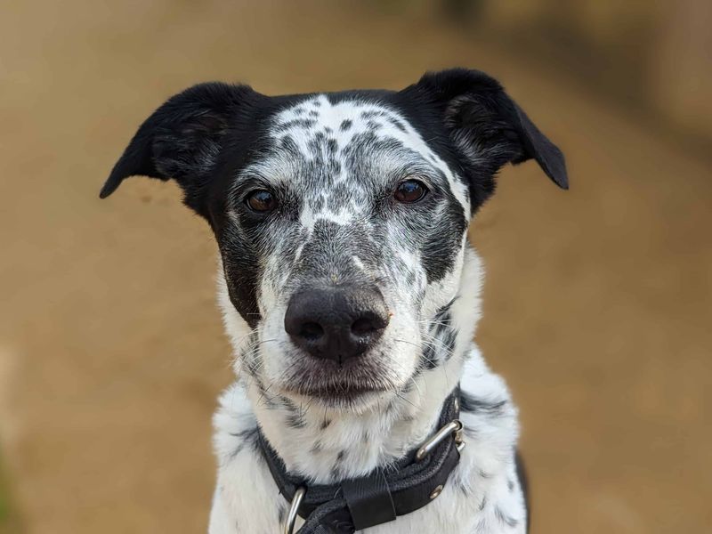 What Do You Need To Cross The Border With A Dog