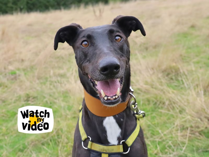 Adopt a Lurcher Cross Rescue Dog | Domino | Dogs Trust
