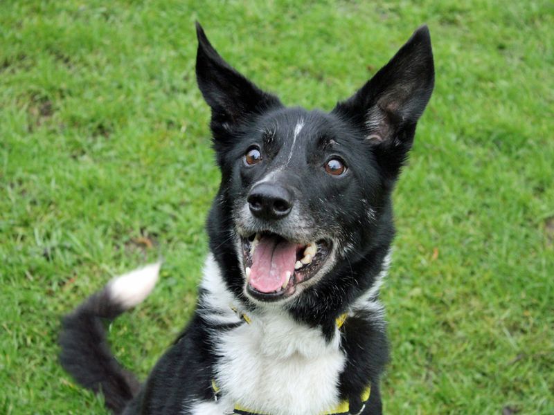 Adopt a Collie (Border) Rescue Dog | Star | Dogs Trust