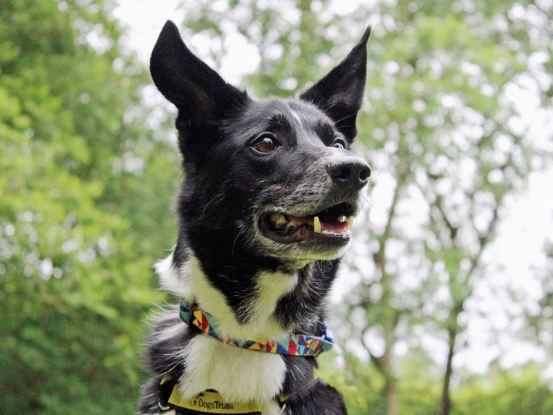 Adopt a Collie (Border) Rescue Dog | Star | Dogs Trust