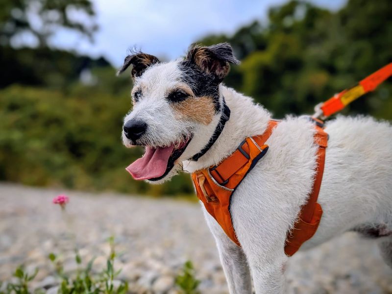 Adopt a Crossbreed Rescue Dog | Fidget | Dogs Trust