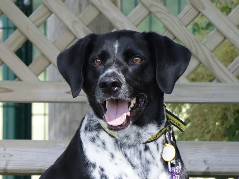 Beagle Border Collie Pointer Mix