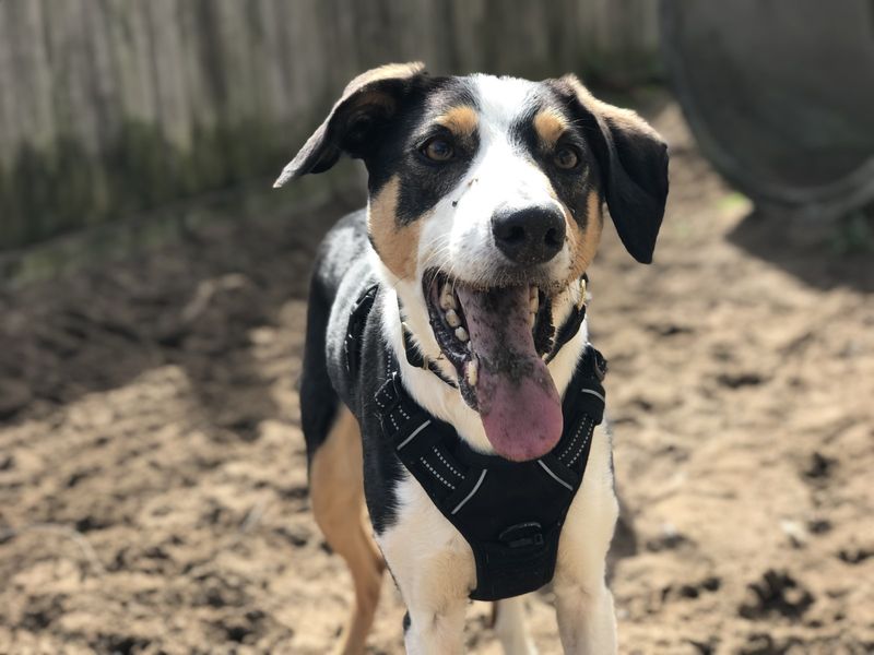 What Do You Need To Cross A Dog Over The Border