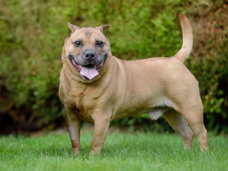 Shar Pei Lab Mix Adopt A Shar Pei Cross Rescue Dog | Paddy | Dogs