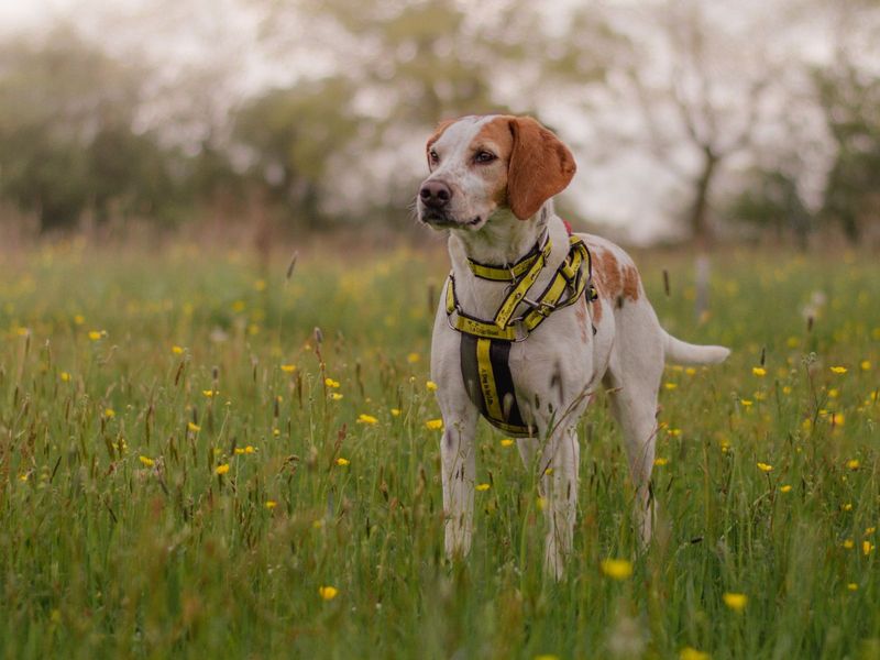 Adopt a Foxhound Rescue Dog | Effie | Dogs Trust