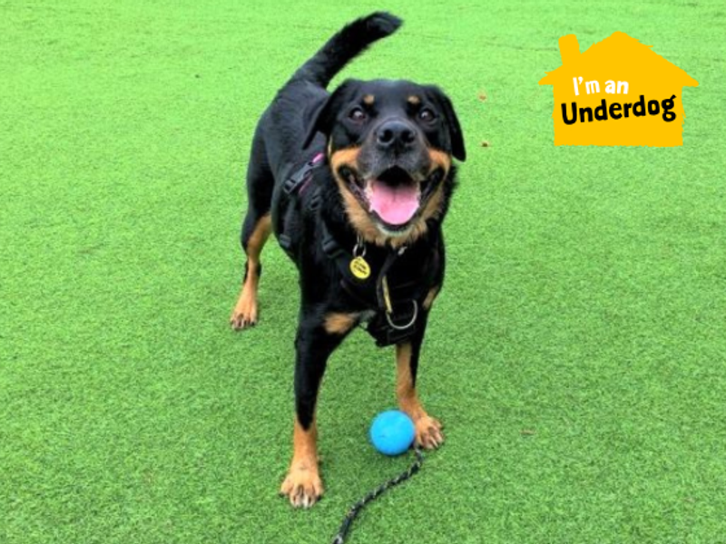 Adopt a Crossbreed Rescue Dog | Twiglet | Dogs Trust