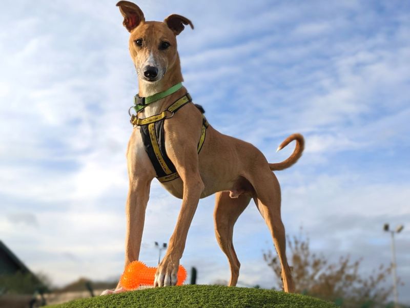 Can A Kanni And A Shih Tzu Be Friends