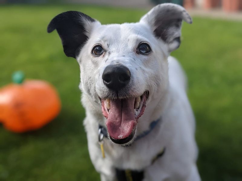 What Breed Is The Beneful Dog In Commercial